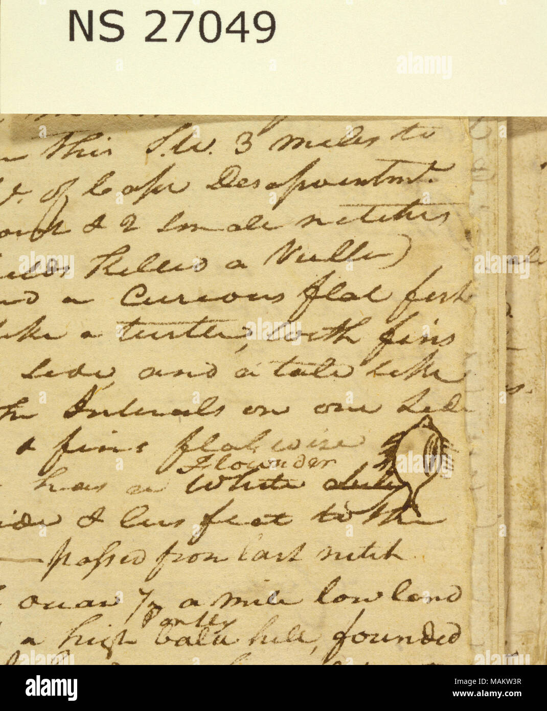 William clark journal flounder hi-res stock photography and images - Alamy