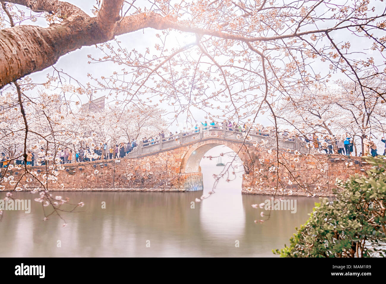 Wuxi, Wuxi, China. 2nd Apr, 2018. Wuxi, CHINA-2nd April 2018: A view of cherry blossoms at the ...