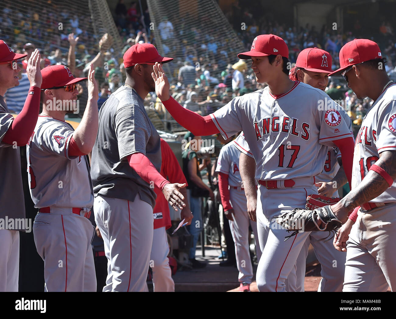 Los Angeles Angels starting pitcher Shohei Ohtani high-fives teammates ...