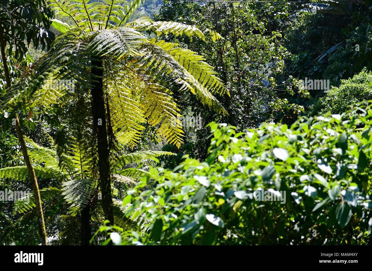 Mêdog tibet hi-res stock photography and images - Alamy