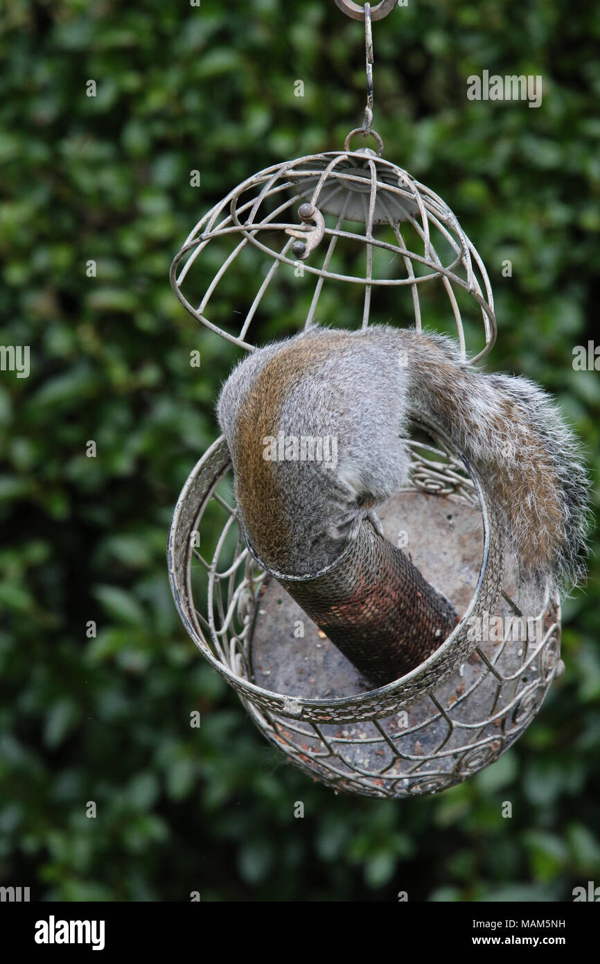 Rats in the countryside hi-res stock photography and images - Alamy