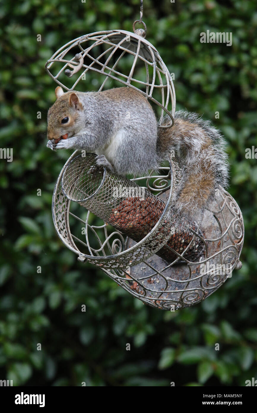 Rats in the countryside hi-res stock photography and images - Alamy