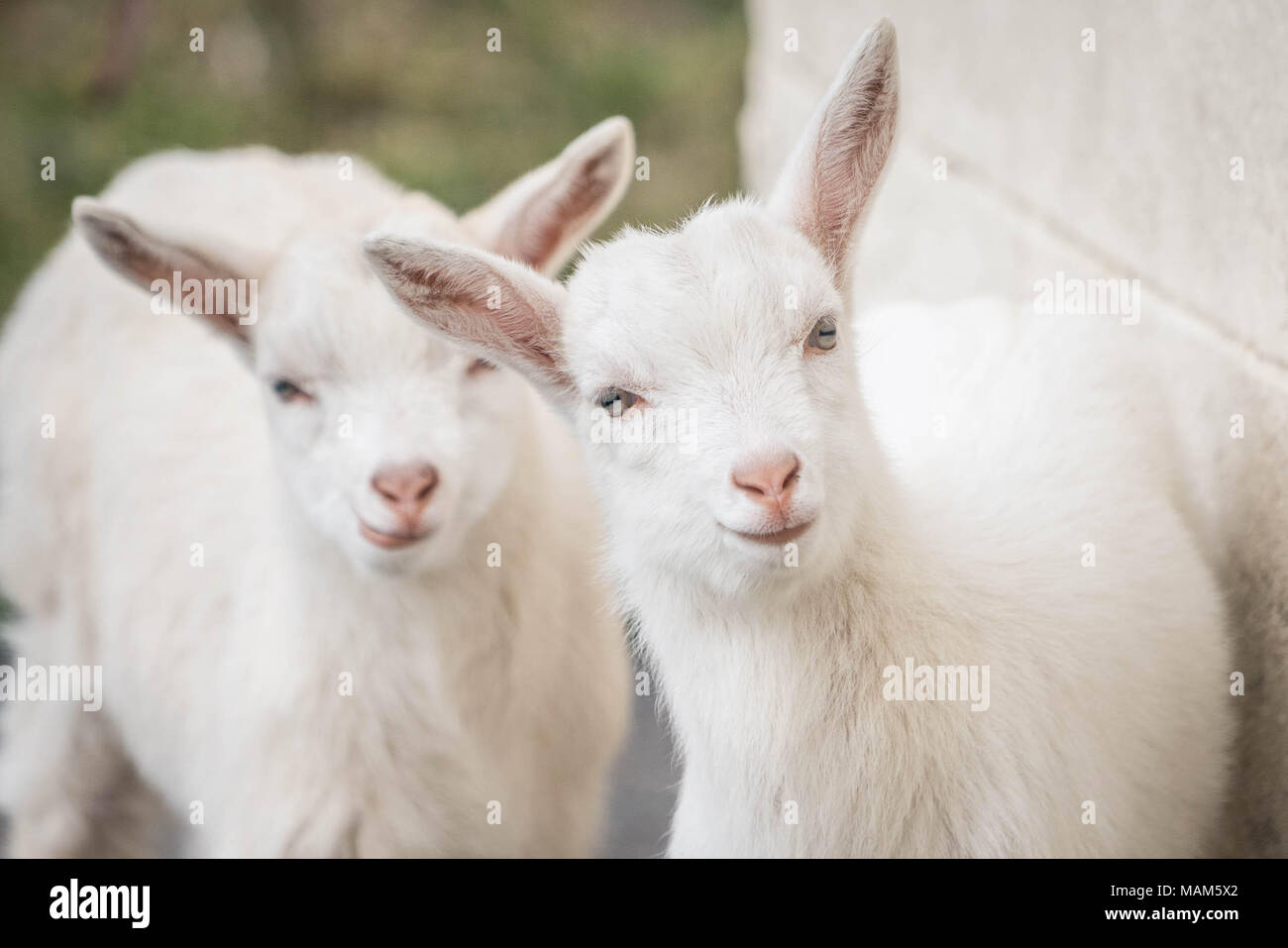 31/03/2018 Twin Geeps named This and That belonging to Angela ...