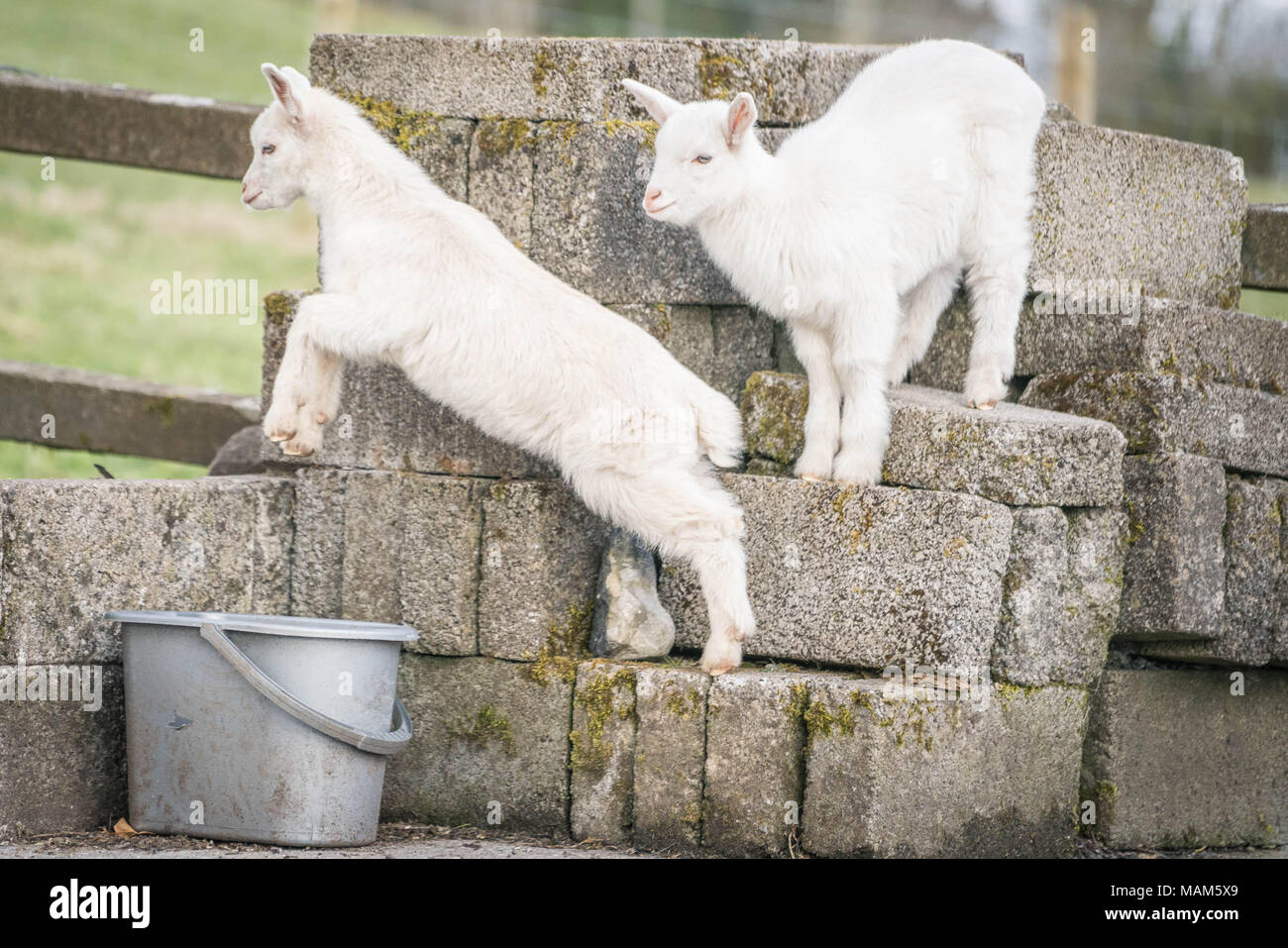 Twin Geeps named This and That belonging to Angela Bermingham at her ...