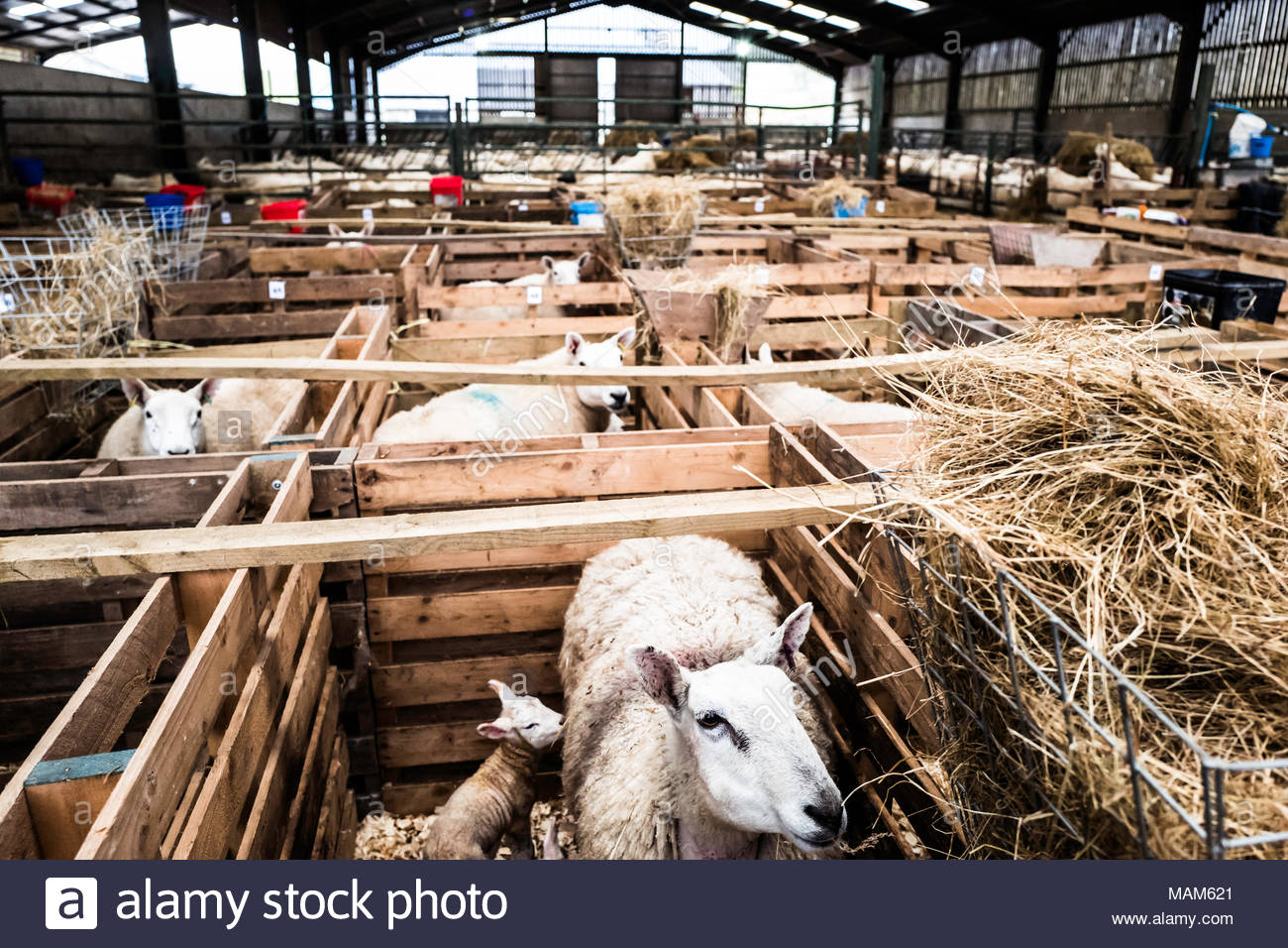 Lambing Pens Stock Photos & Lambing Pens Stock Images - Alamy