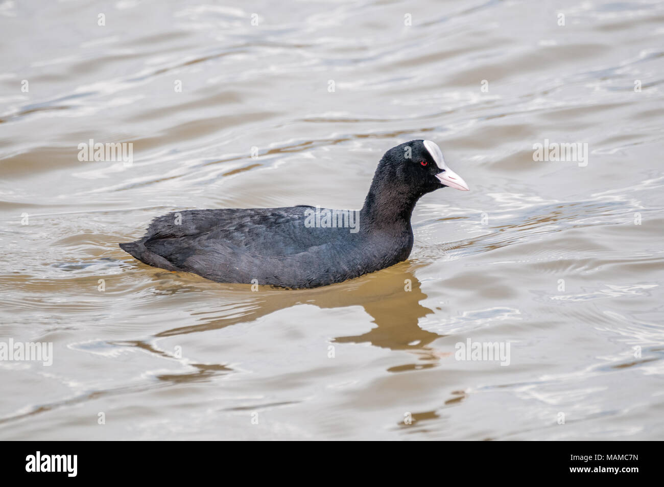 Eurasian coot, Fulica atra, water, swimming, swim, Aiguamolls Empordà ...