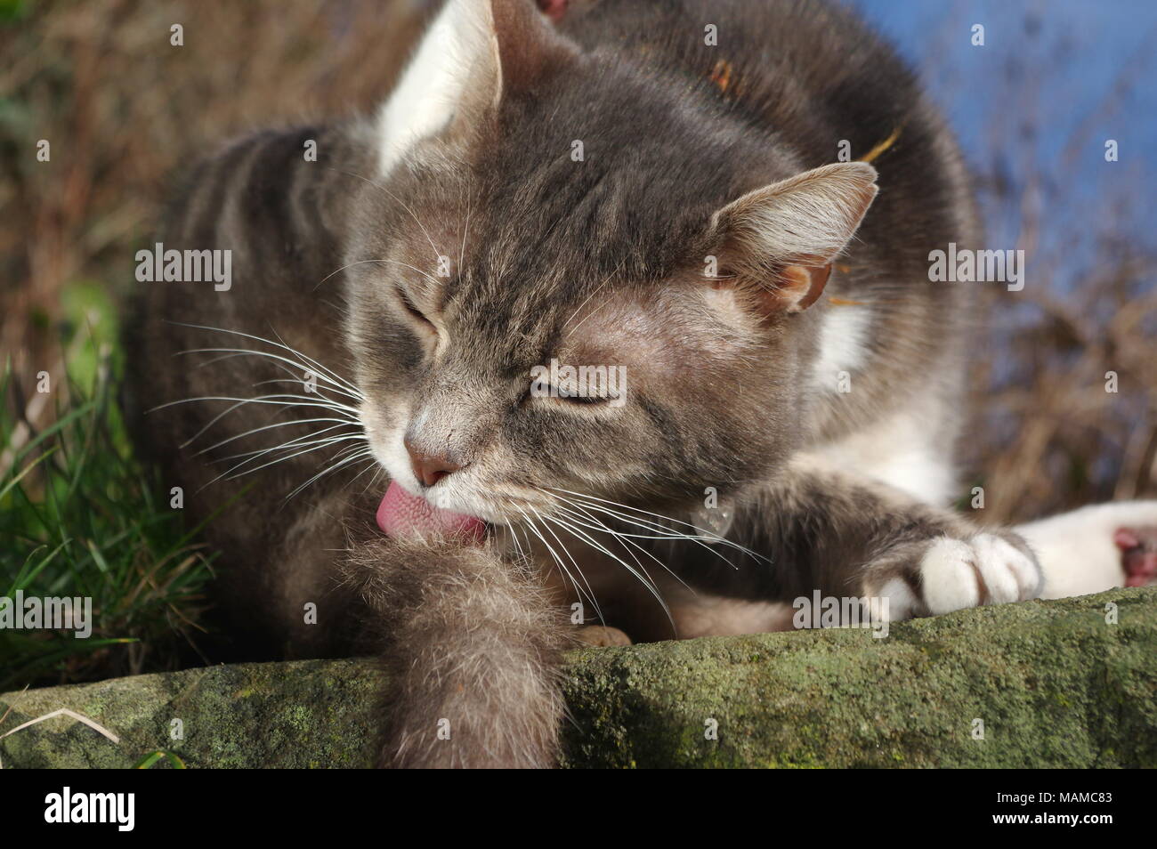 Licking tail hi-res stock photography and images - Alamy
