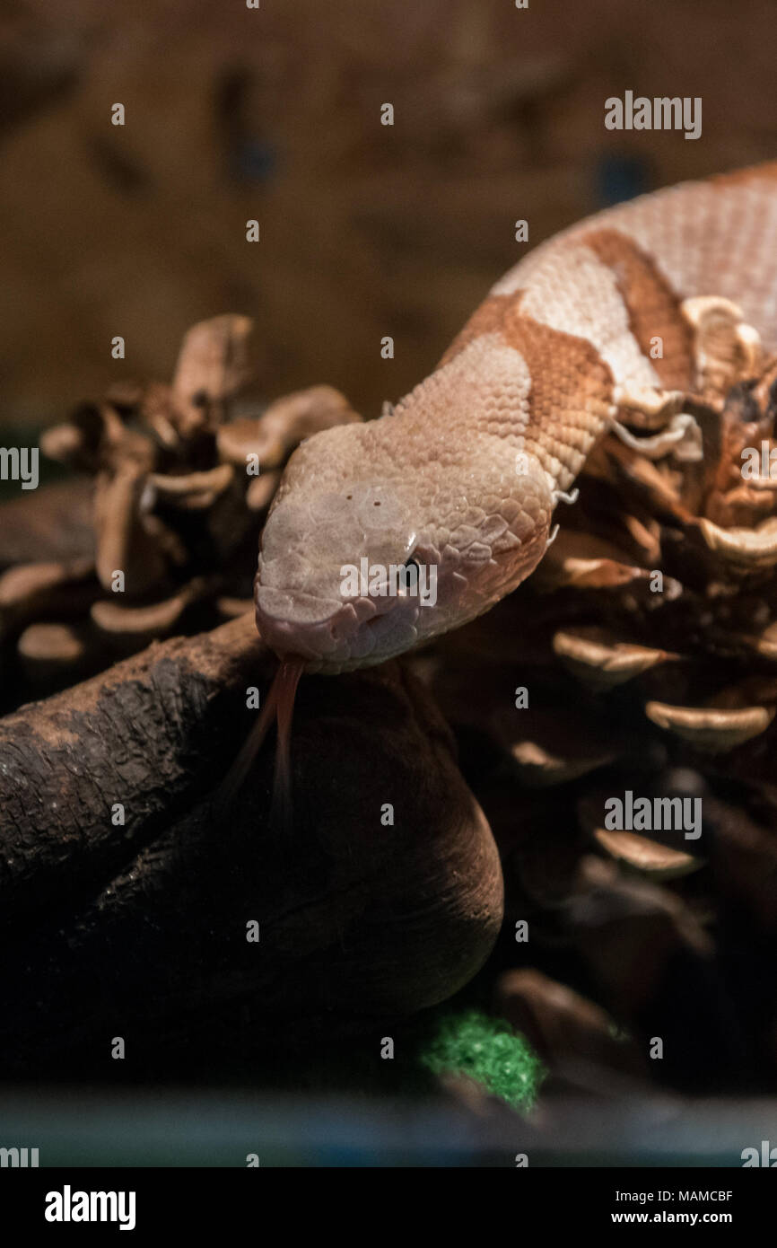 Copperhead snake (Agkistrodon contortrix) - exotic venomous snake in ...