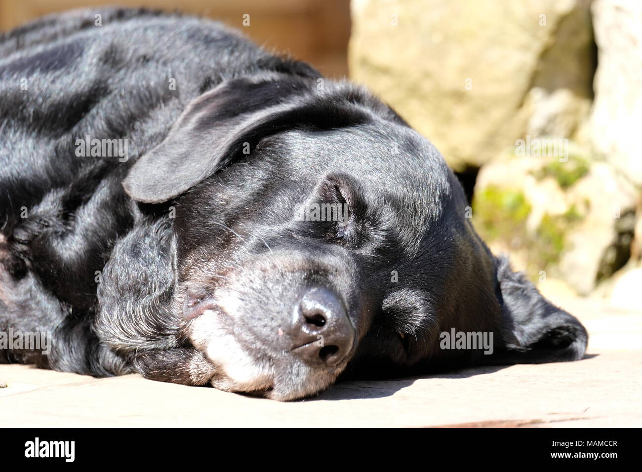 Black Labrador sleeping in garden Stock Photo - Alamy