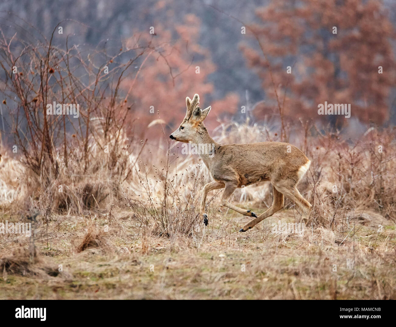 Roe deer and buck family in the forest, with selective focus Stock ...