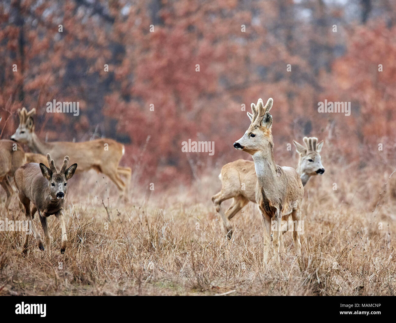 Roe deer and buck family in the forest, with selective focus Stock ...