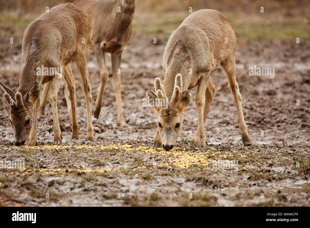 Roe deer and buck family in the forest, with selective focus Stock ...