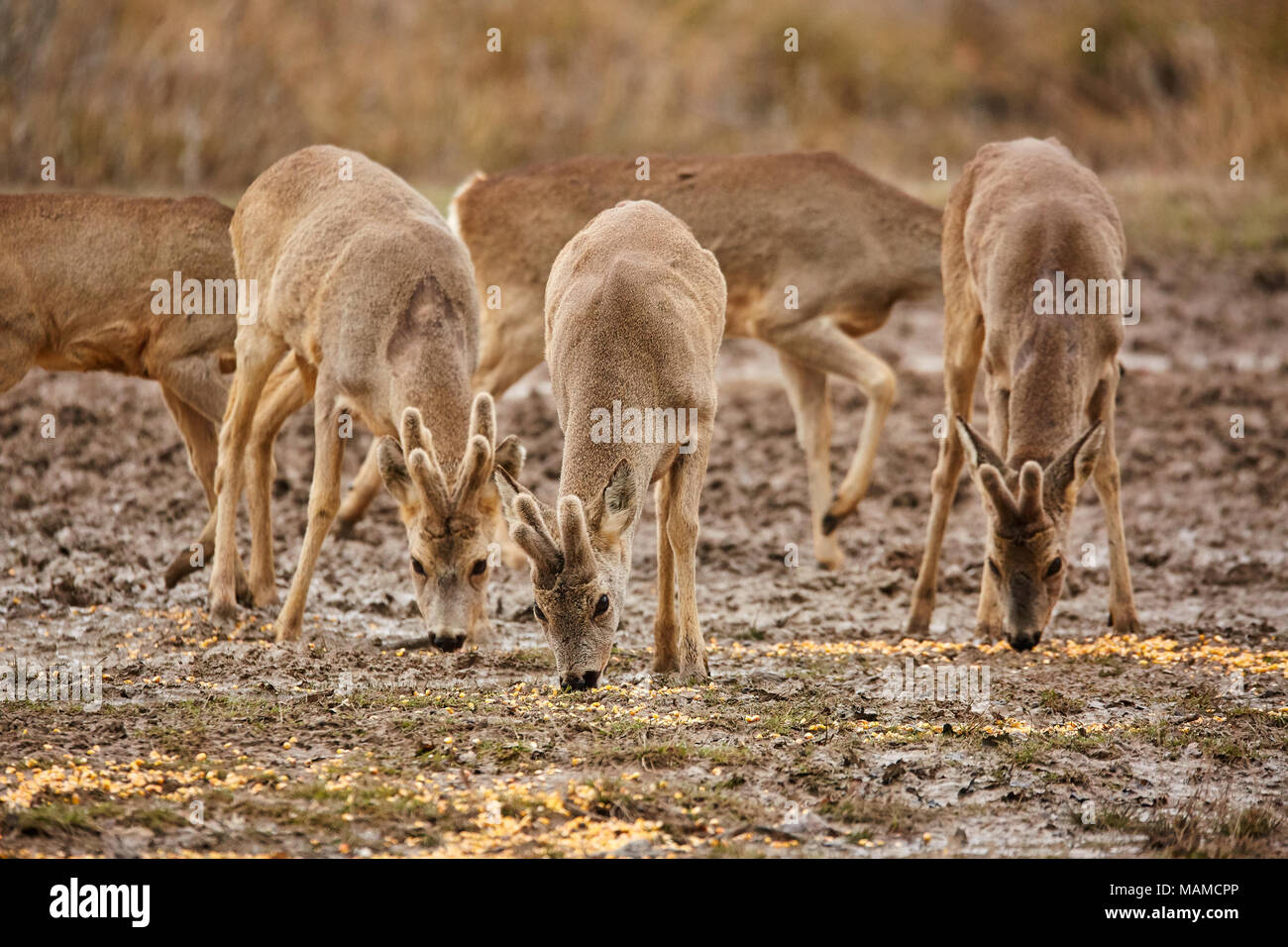 Roe deer and buck family in the forest, with selective focus Stock ...