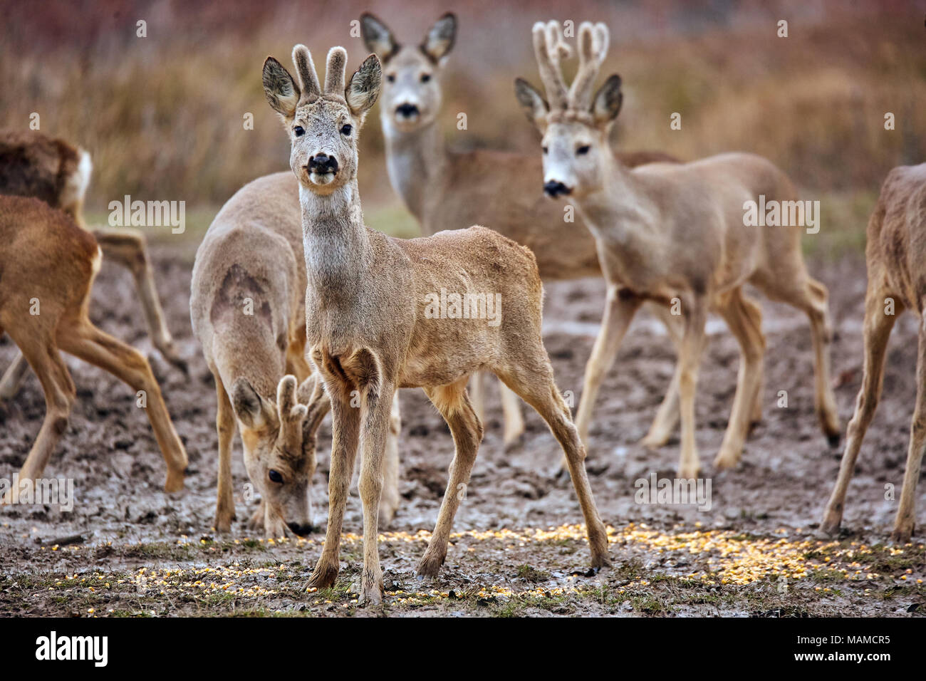 Roe deer and buck family in the forest, with selective focus Stock ...