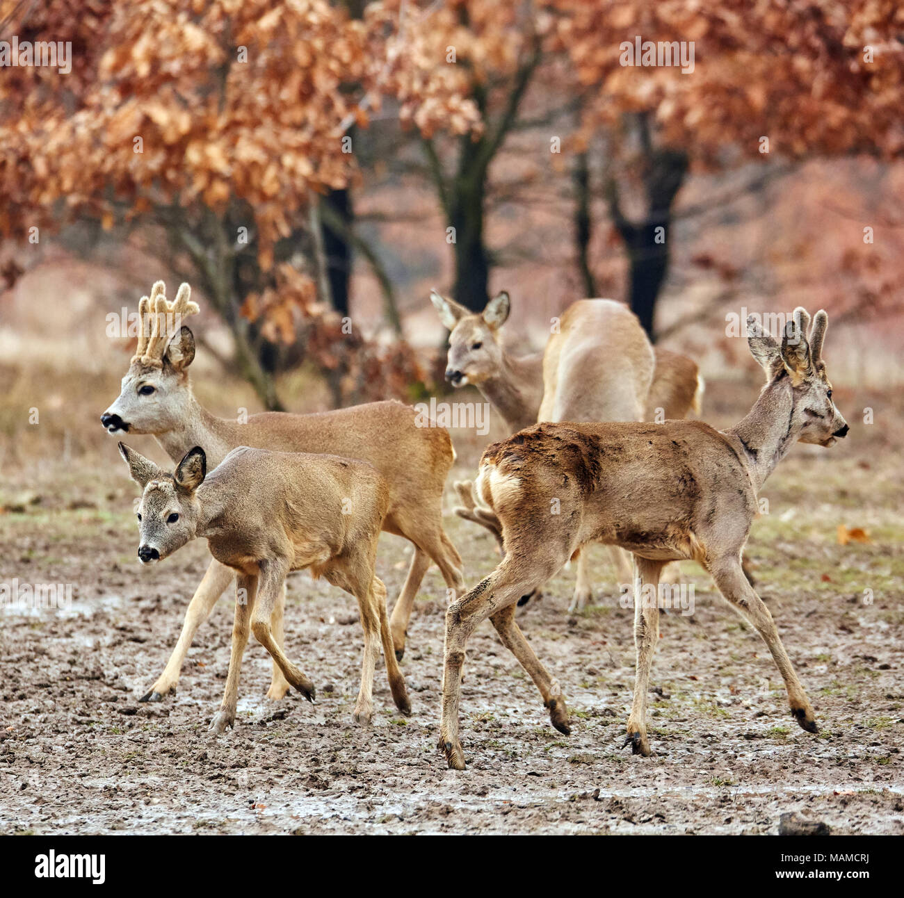 Roe deer and buck family in the forest, with selective focus Stock ...