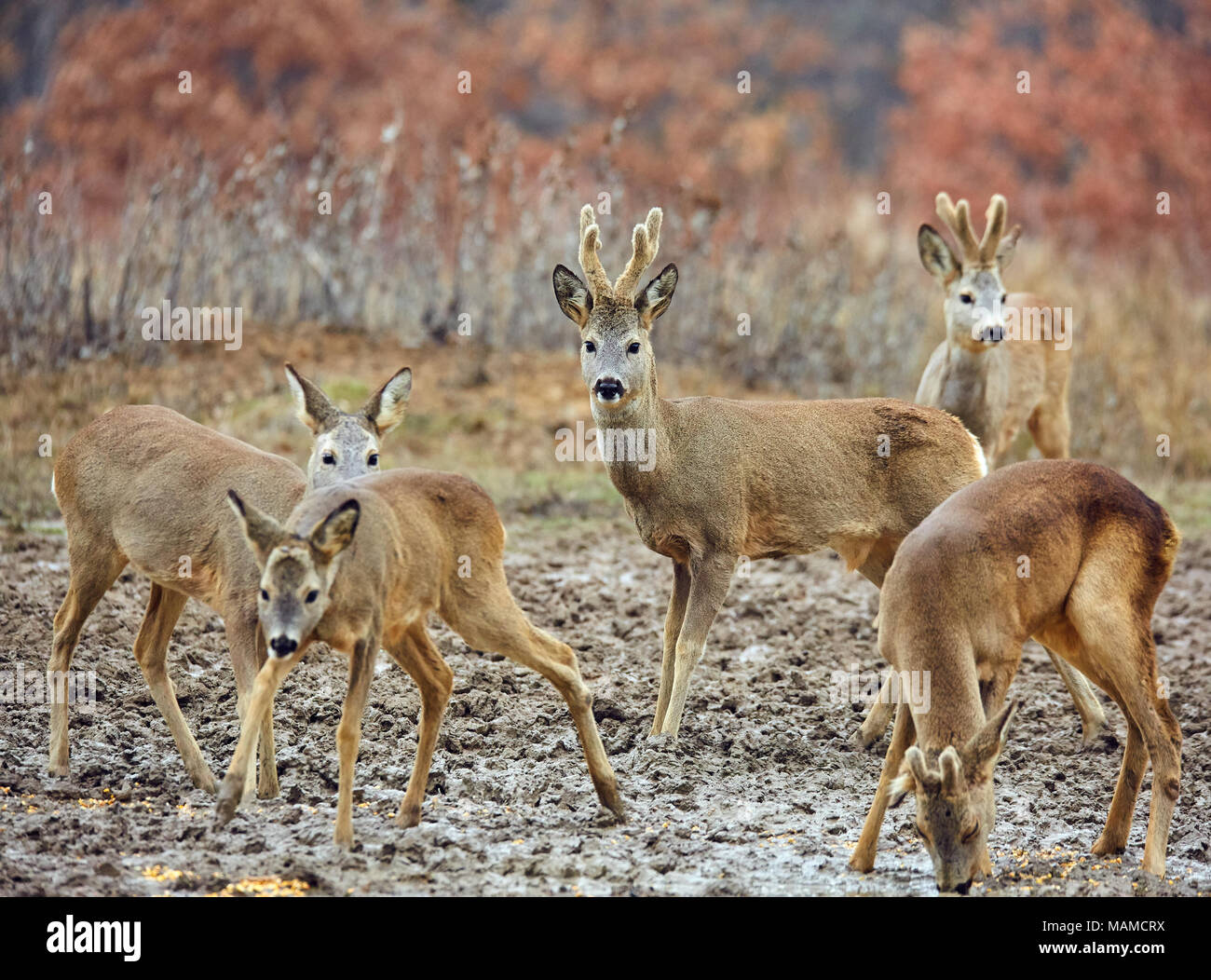 Roe deer and buck family in the forest, with selective focus Stock ...