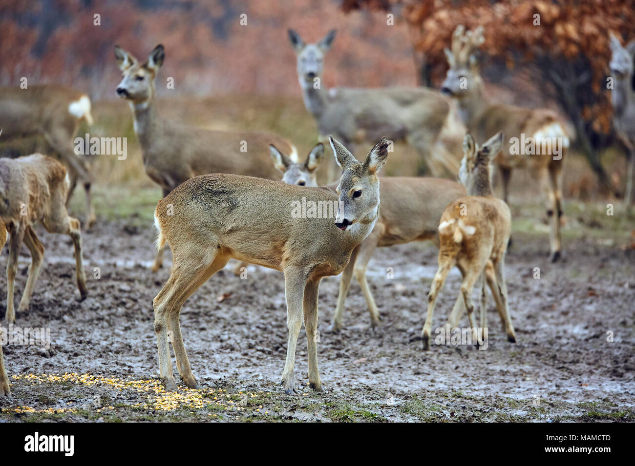 Roe deer and buck family in the forest, with selective focus Stock ...