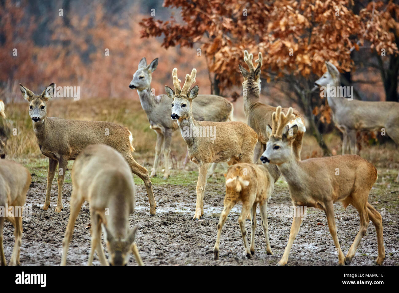 Roe deer and buck family in the forest, with selective focus Stock ...