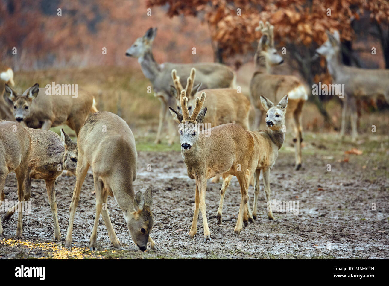 Roe deer and buck family in the forest, with selective focus Stock ...