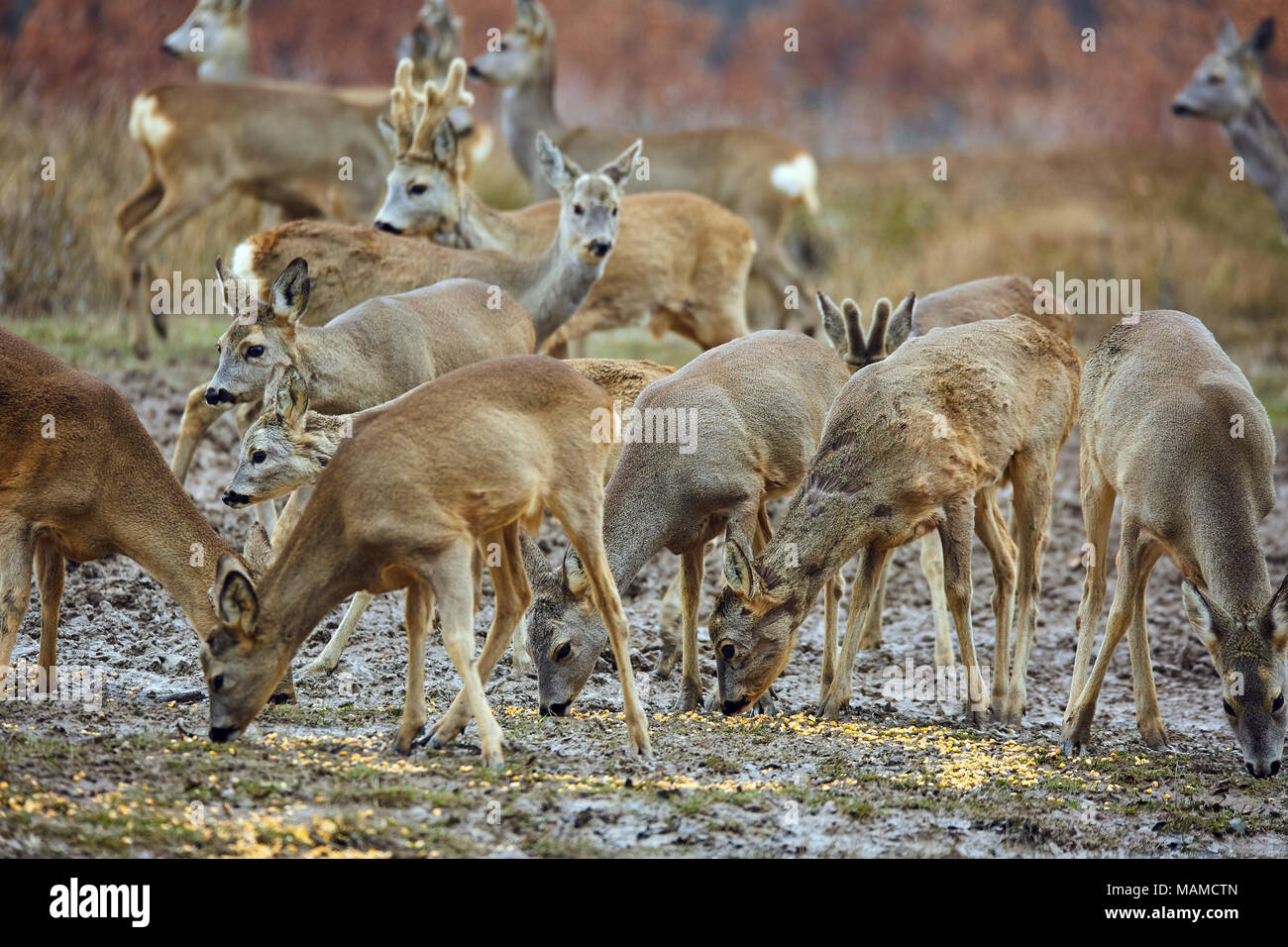 Roe deer and buck family in the forest, with selective focus Stock ...