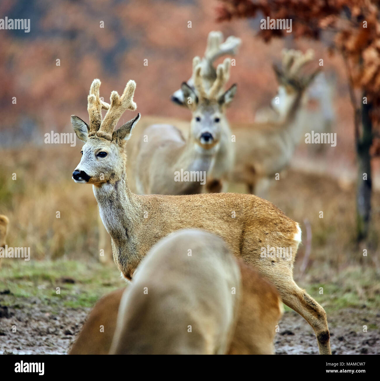 Roe deer and buck family in the forest, with selective focus Stock ...