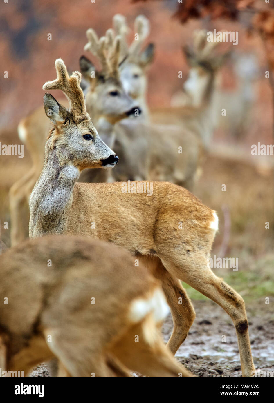 Roe deer and buck family in the forest, with selective focus Stock ...
