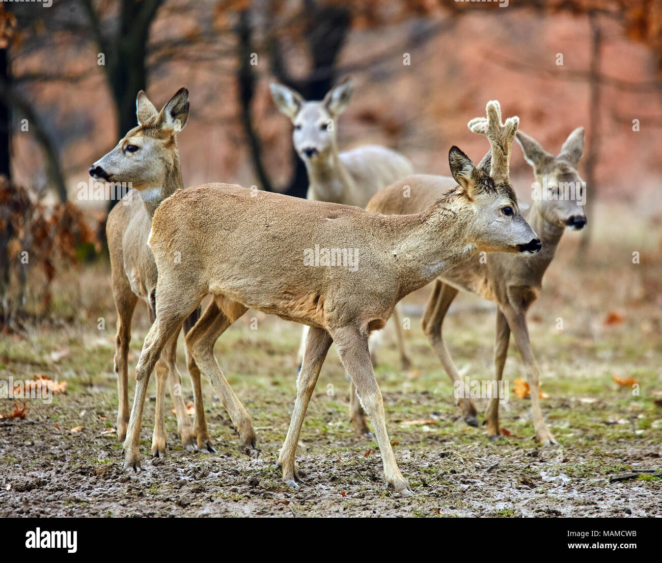 Roe deer and buck family in the forest, with selective focus Stock ...