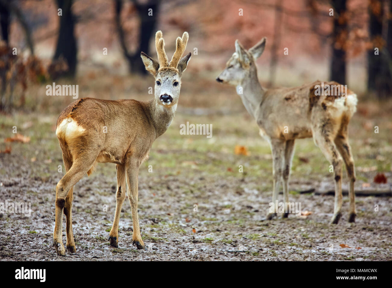 Roe deer and buck family in the forest, with selective focus Stock ...