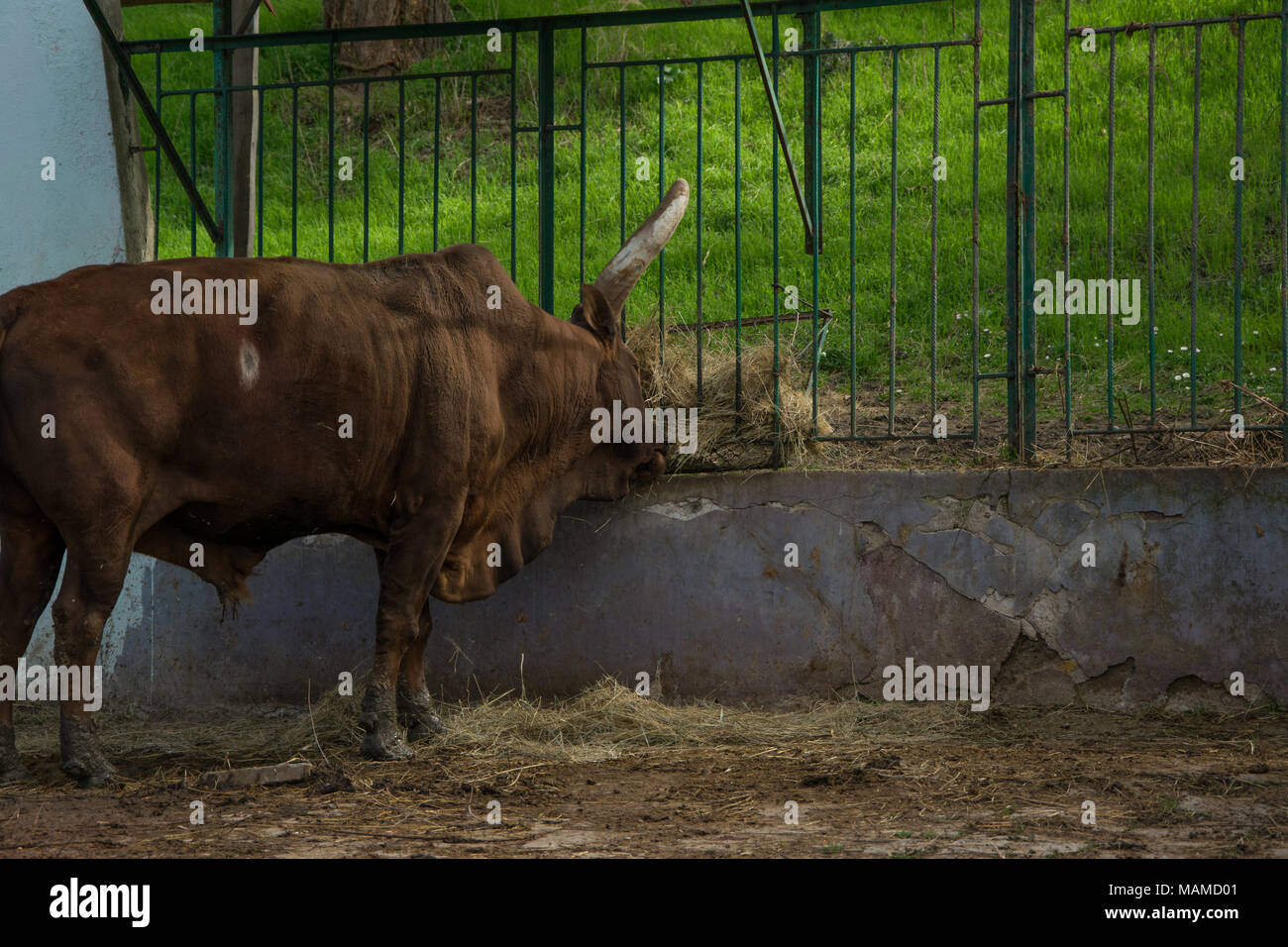 Longhorn bull close in zoo cage eats the hay, fresh green grass in ...