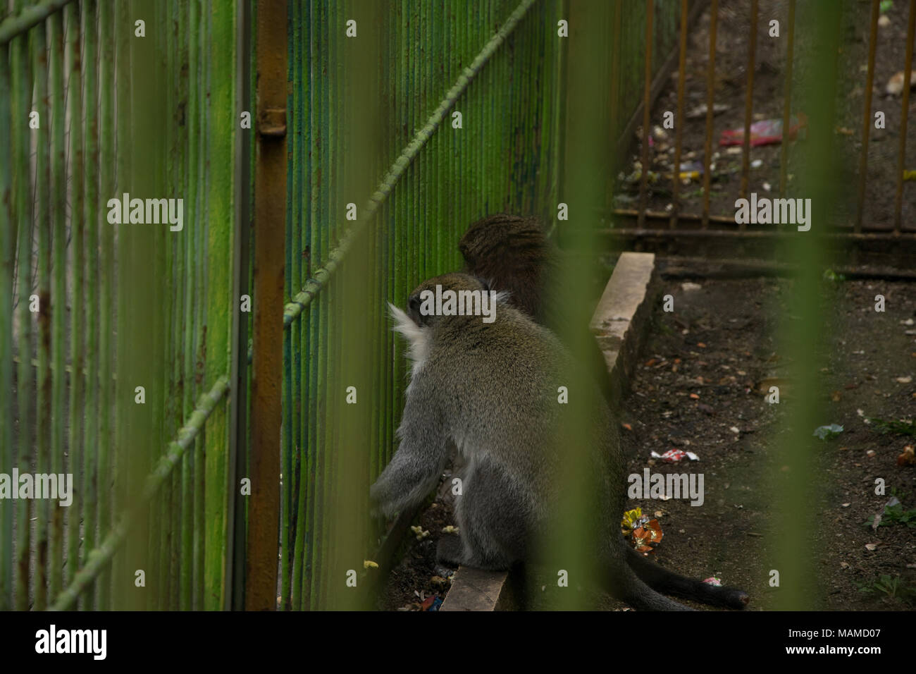 Zoo cage monkeys family hi-res stock photography and images - Alamy