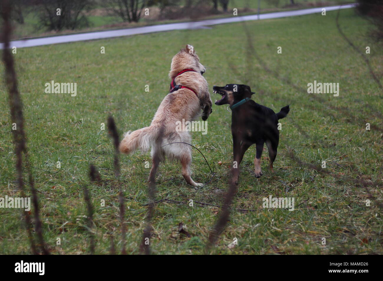 Two dogs playing / fighting on a green meadow Stock Photo - Alamy