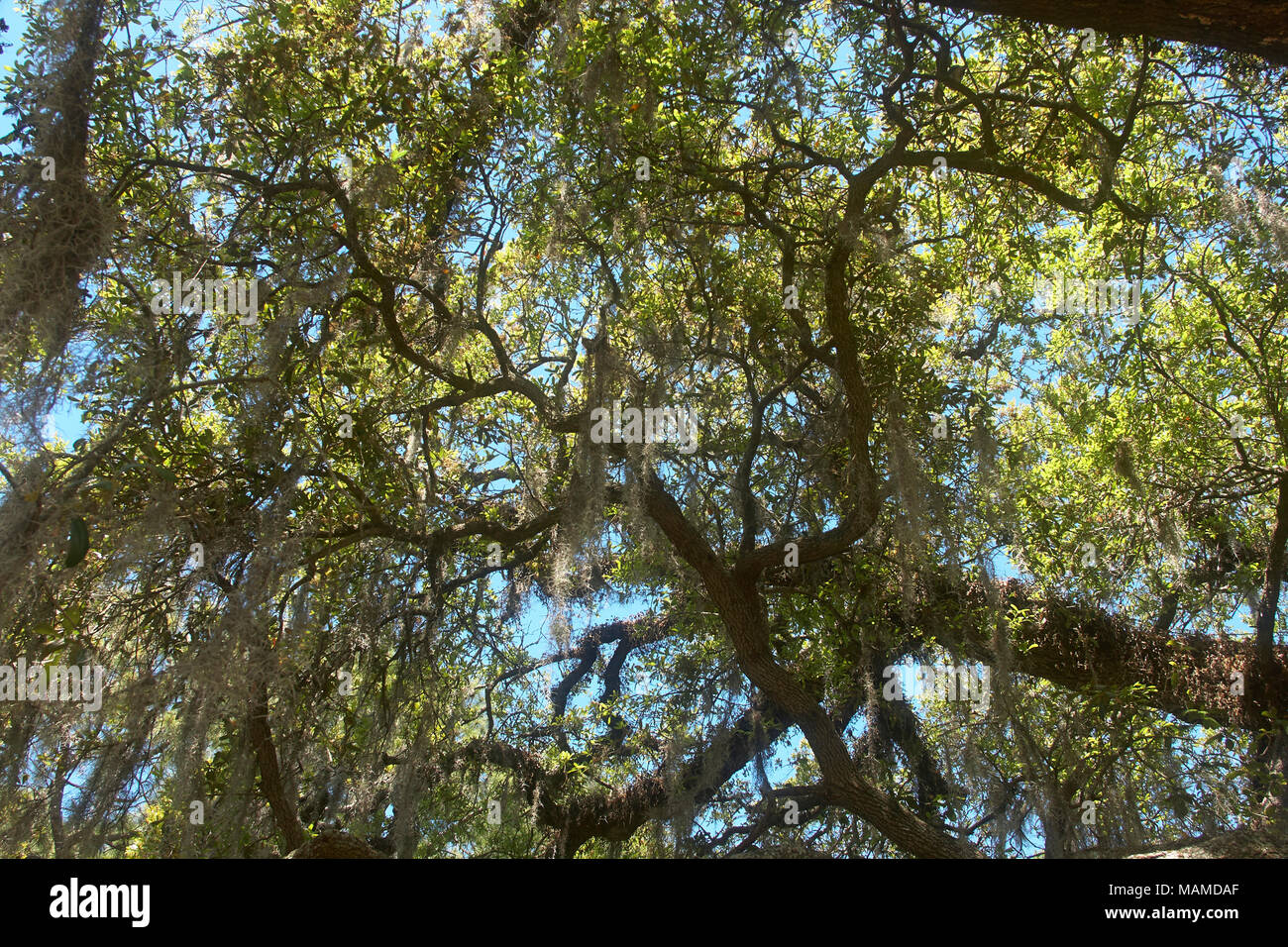 New Orleans Oak Trees High Resolution Stock Photography and Images - Alamy