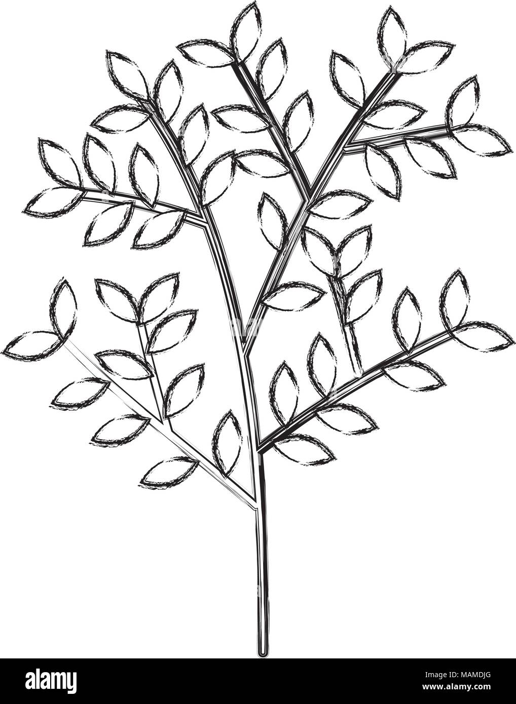 Tree Branch Drawing Black and White Stock Photos & Images - Alamy