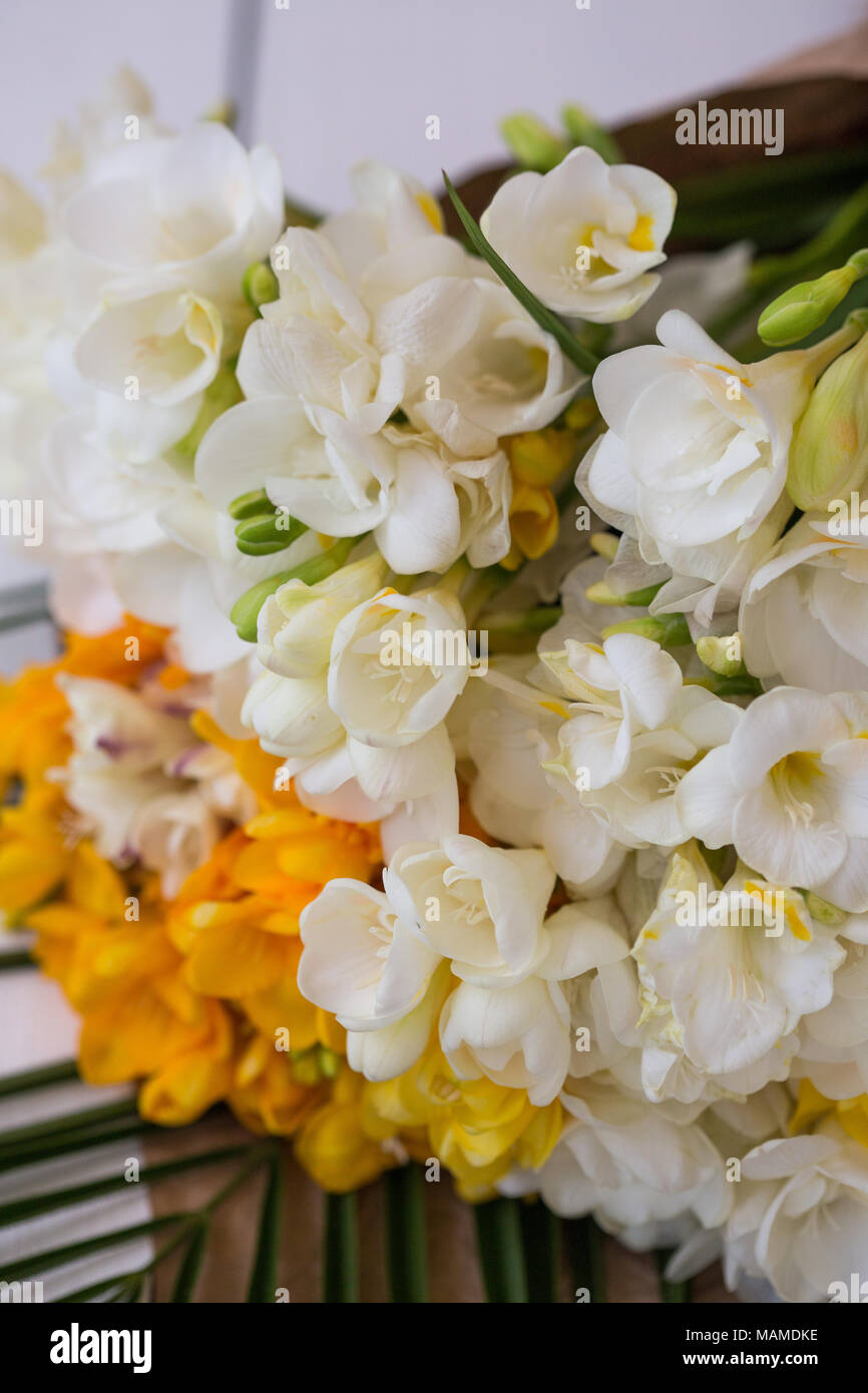Freesia Blooms High Resolution Stock Photography and Images - Alamy