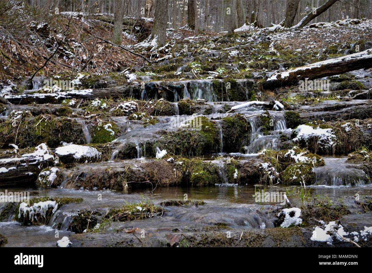 Stepping through the woods Stock Photo - Alamy