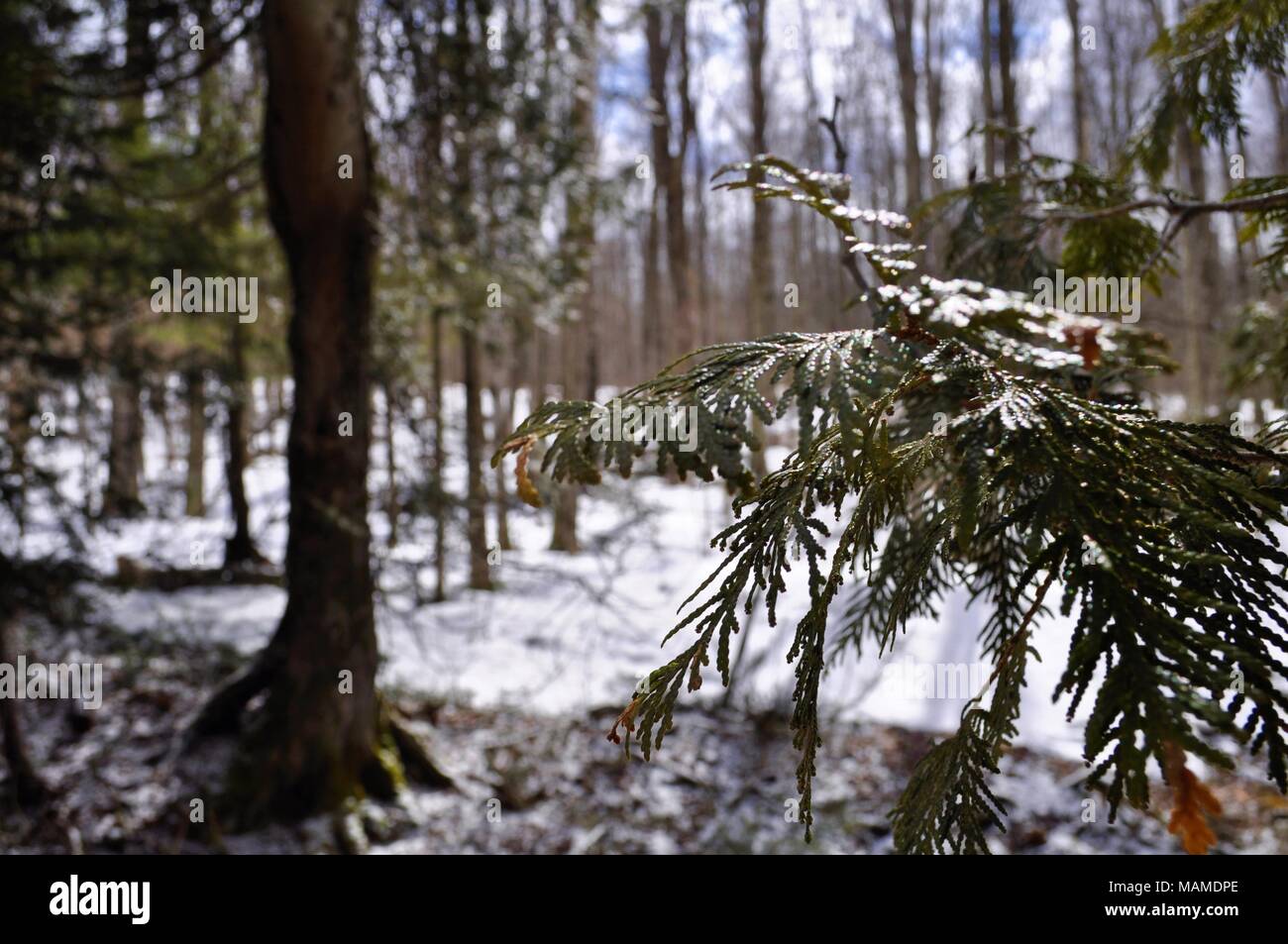 Eastern white cedar canada hi-res stock photography and images - Alamy