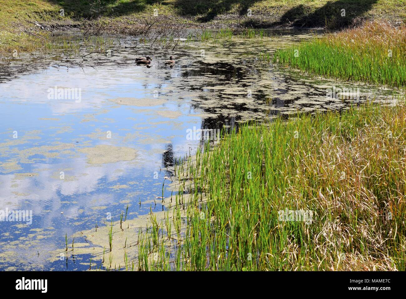 Pond reflecting blue sky Stock Photo - Alamy