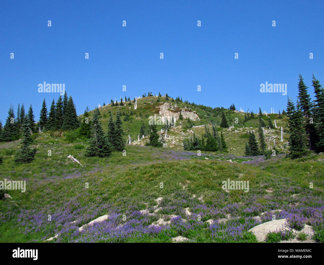 Wildflowers at Mt Margaret Backcountry in WA Stock Photo - Alamy