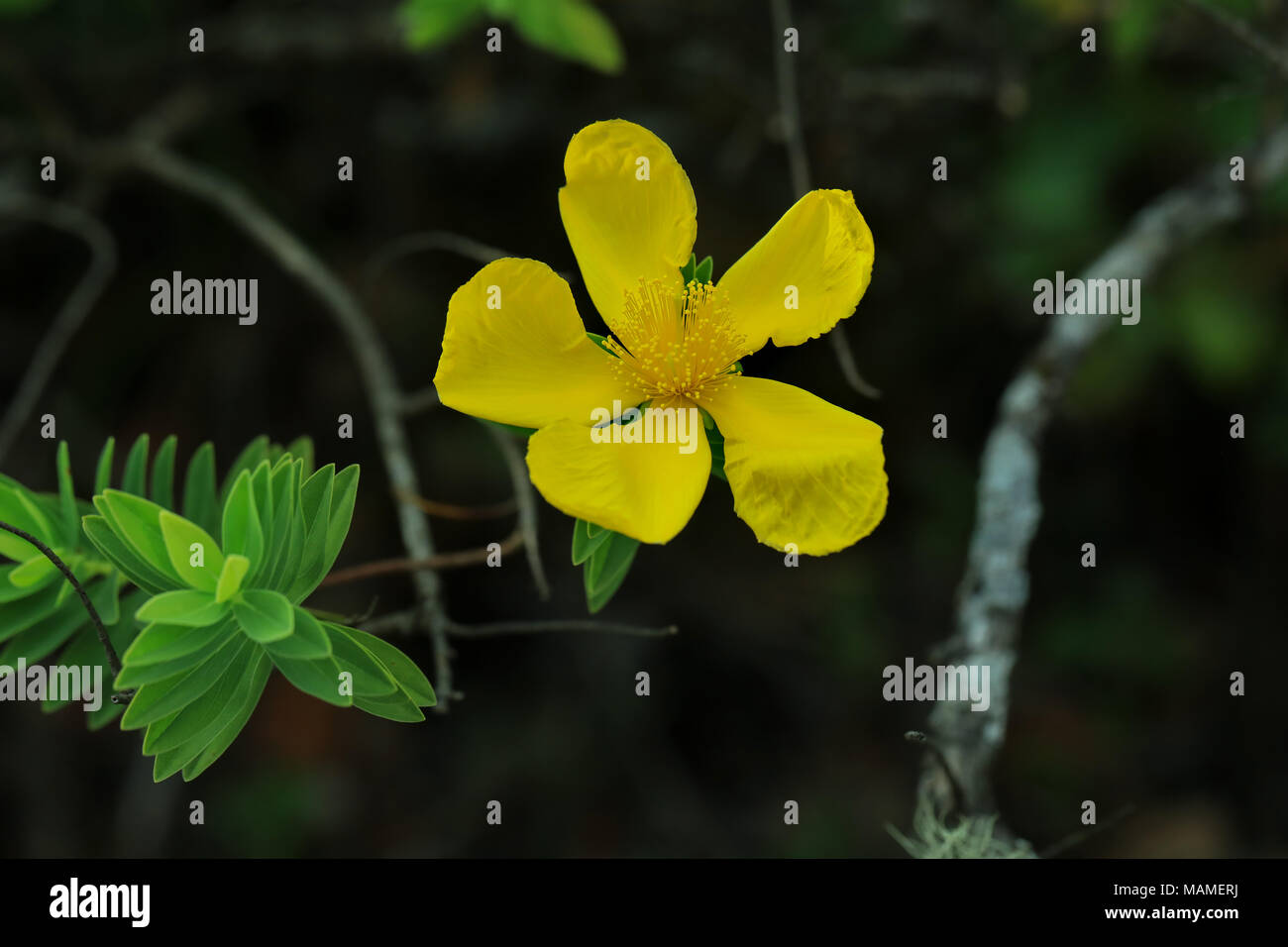 Wild flowers in forest in full bloom during spring in a forest glade ...