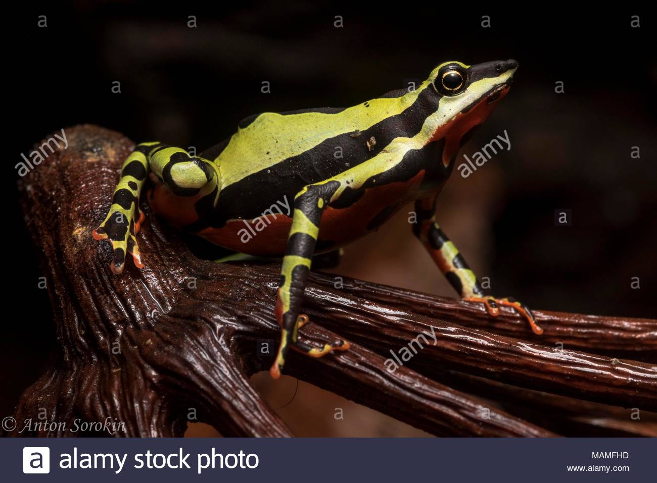 Atelopus Frog Stock Photos & Atelopus Frog Stock Images - Alamy