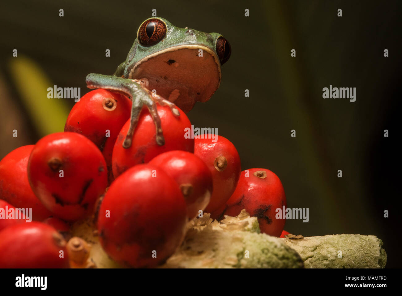 Phyllomedusa tarsius, the tarsier leaf frog, fromthe jungle in Peru ...