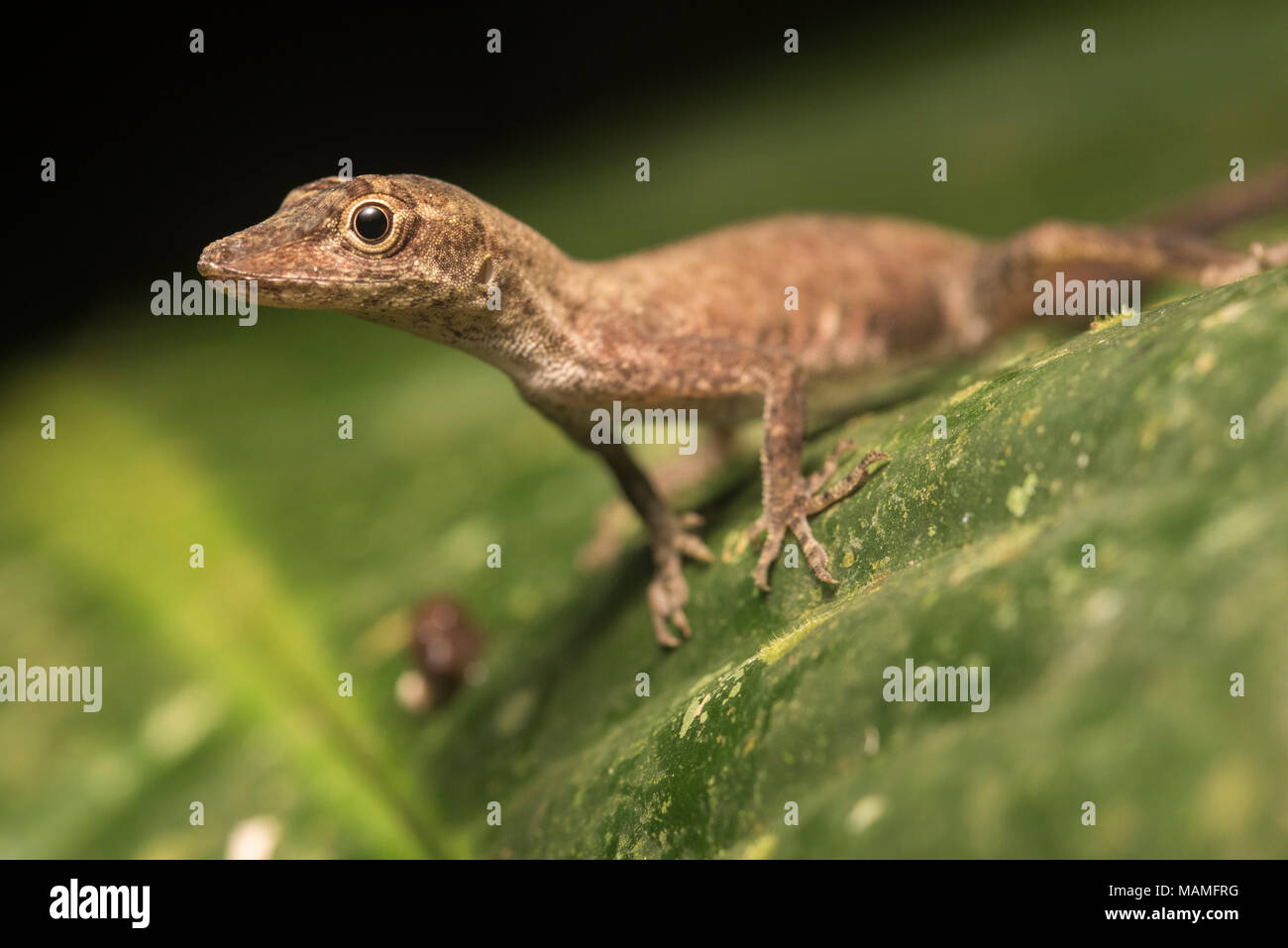 A brown forest anole sitting on a leaf in the jungle of Peru Stock ...