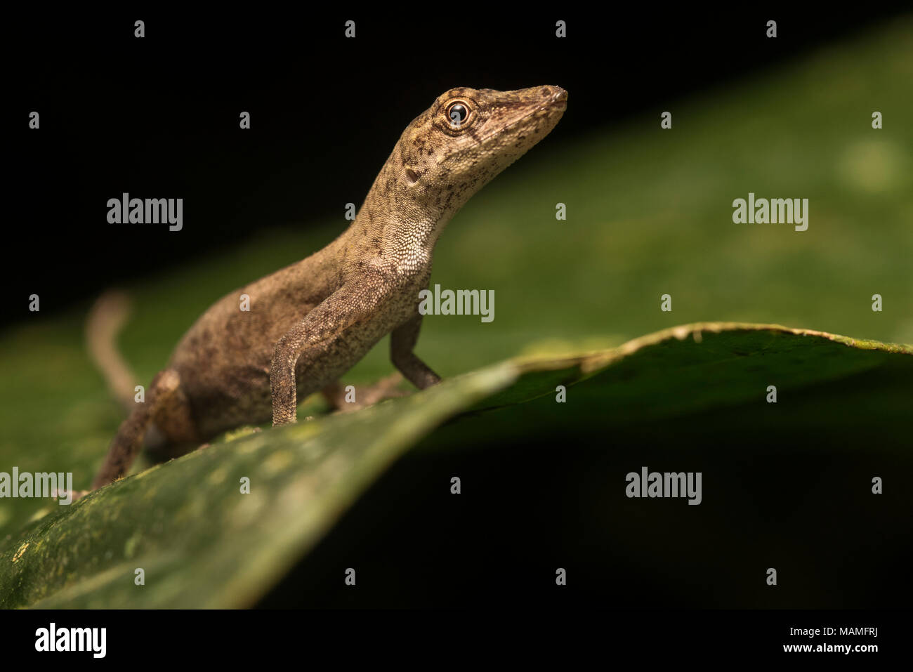 A brown forest anole sitting on a leaf in the jungle of Peru Stock ...