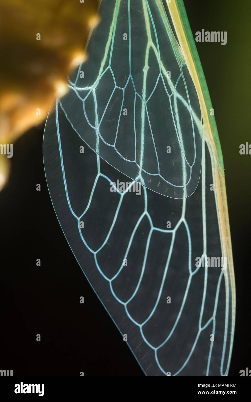 Super wings hi-res stock photography and images - Alamy