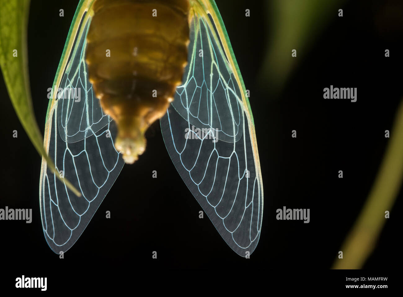 A cicada newly emerged from its larval shell hangs from a leaf with its ...