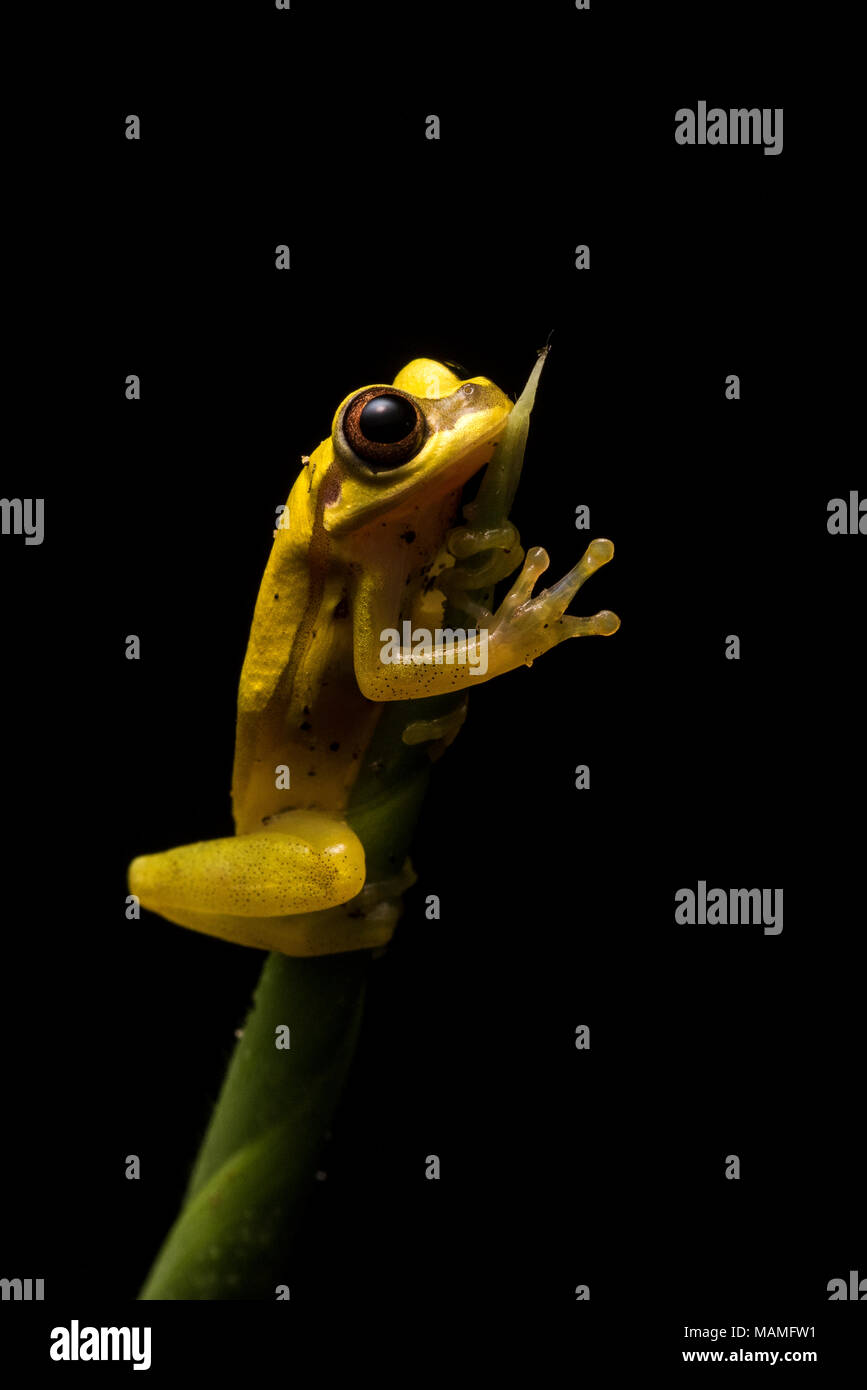 Tree Frog High Resolution Stock Photography and Images - Alamy