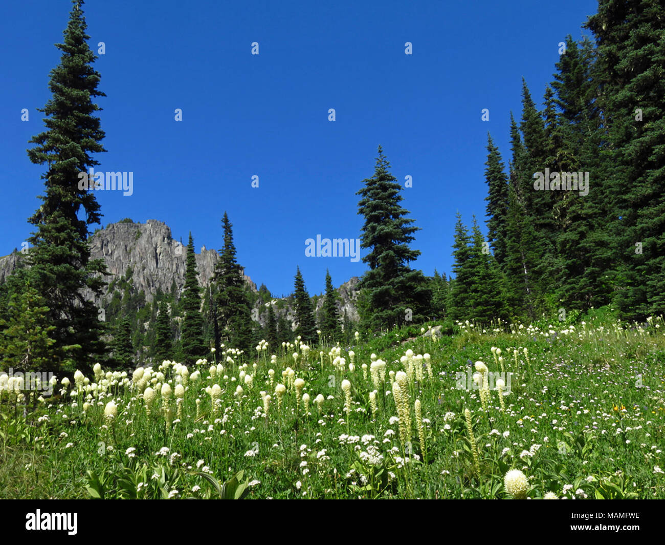 Bear Grass at Mt Rainier NP in WA Stock Photo - Alamy