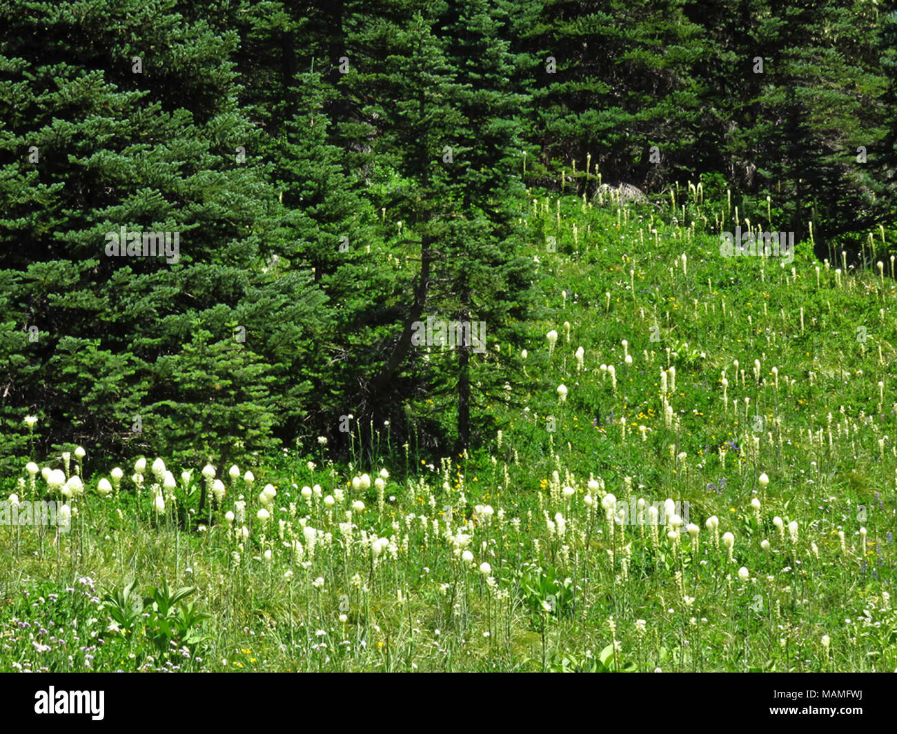 Bear Grass at Mt Rainier NP in WA Stock Photo - Alamy