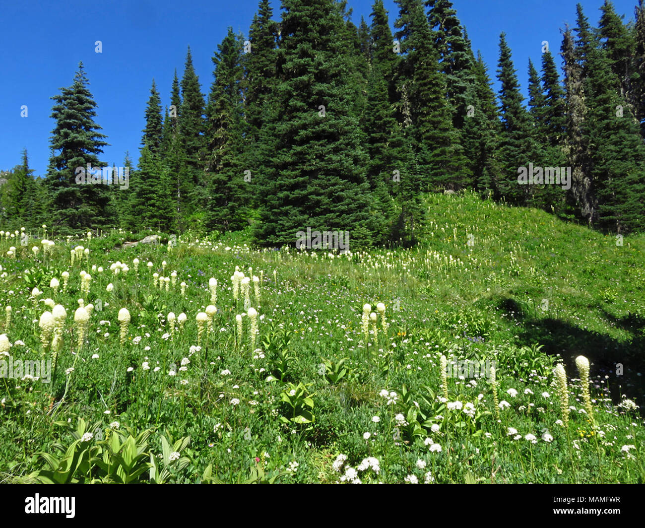 Bear Grass at Mt Rainier NP in WA Stock Photo - Alamy
