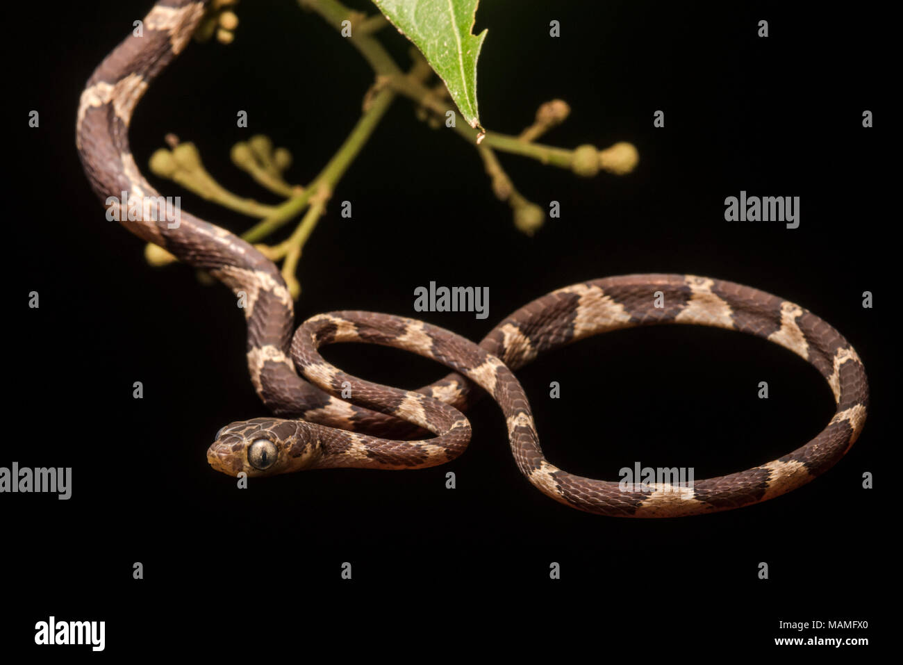A nocturnal snake of the neotropics, the blunthead tree snake ...